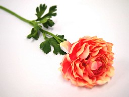 Ranunkula breskva 51cm - Dobar partner