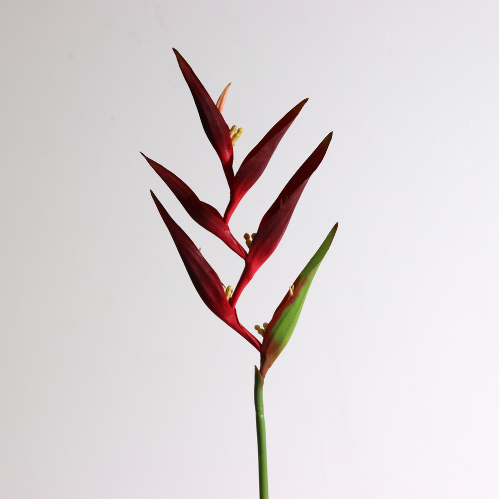 Strelicija grana 78cm crvena - Dobar partner