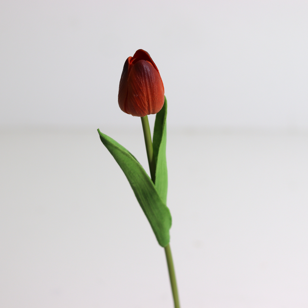 Tulipan 33cm ginger - Dobar partner